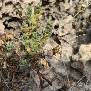 Lotus halophilus seeded plant — Cyprus Travels
